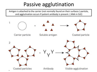 Lab 2 rapid and direct serological test.pptx