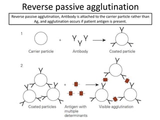 Lab 2 rapid and direct serological test.pptx