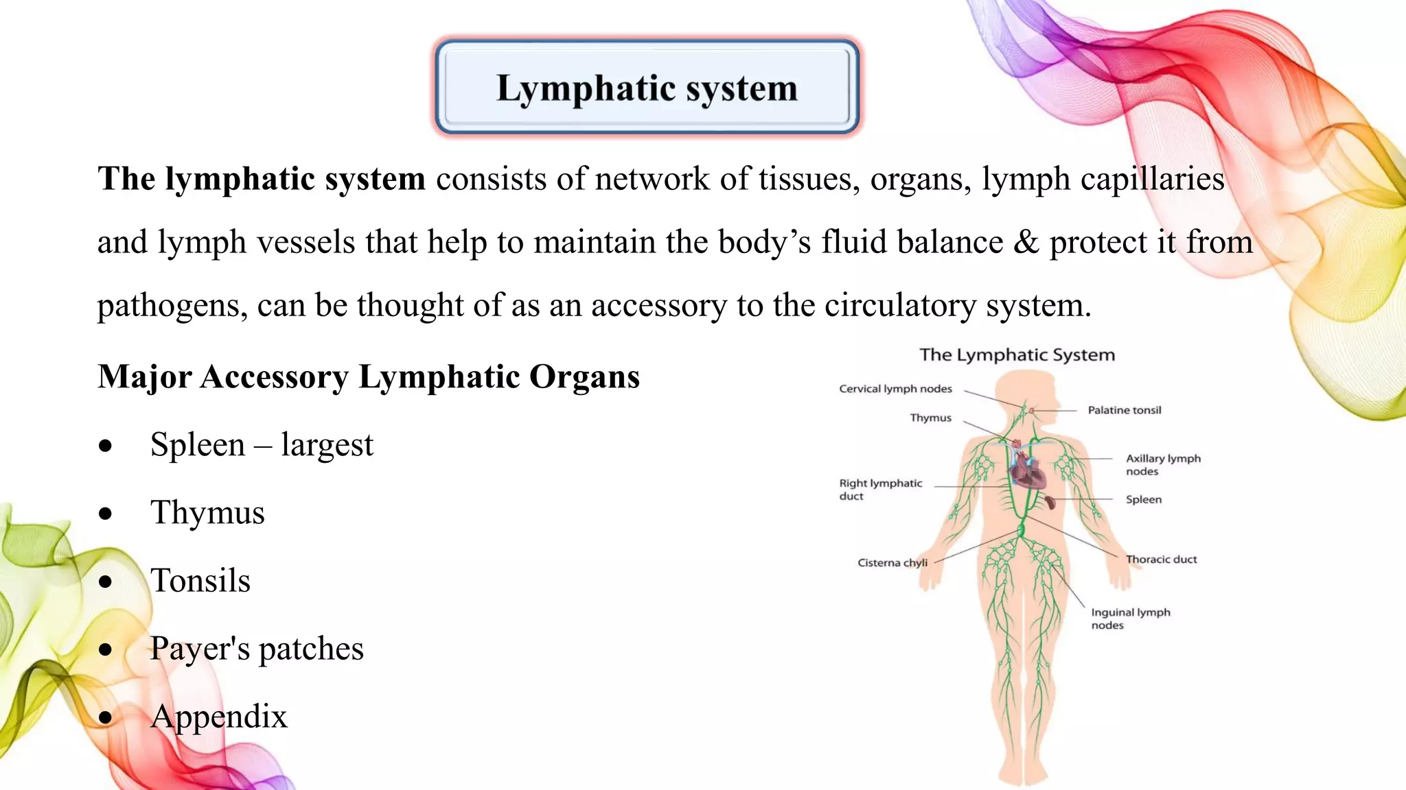 Lab 2 The Lymphatic system.pdf