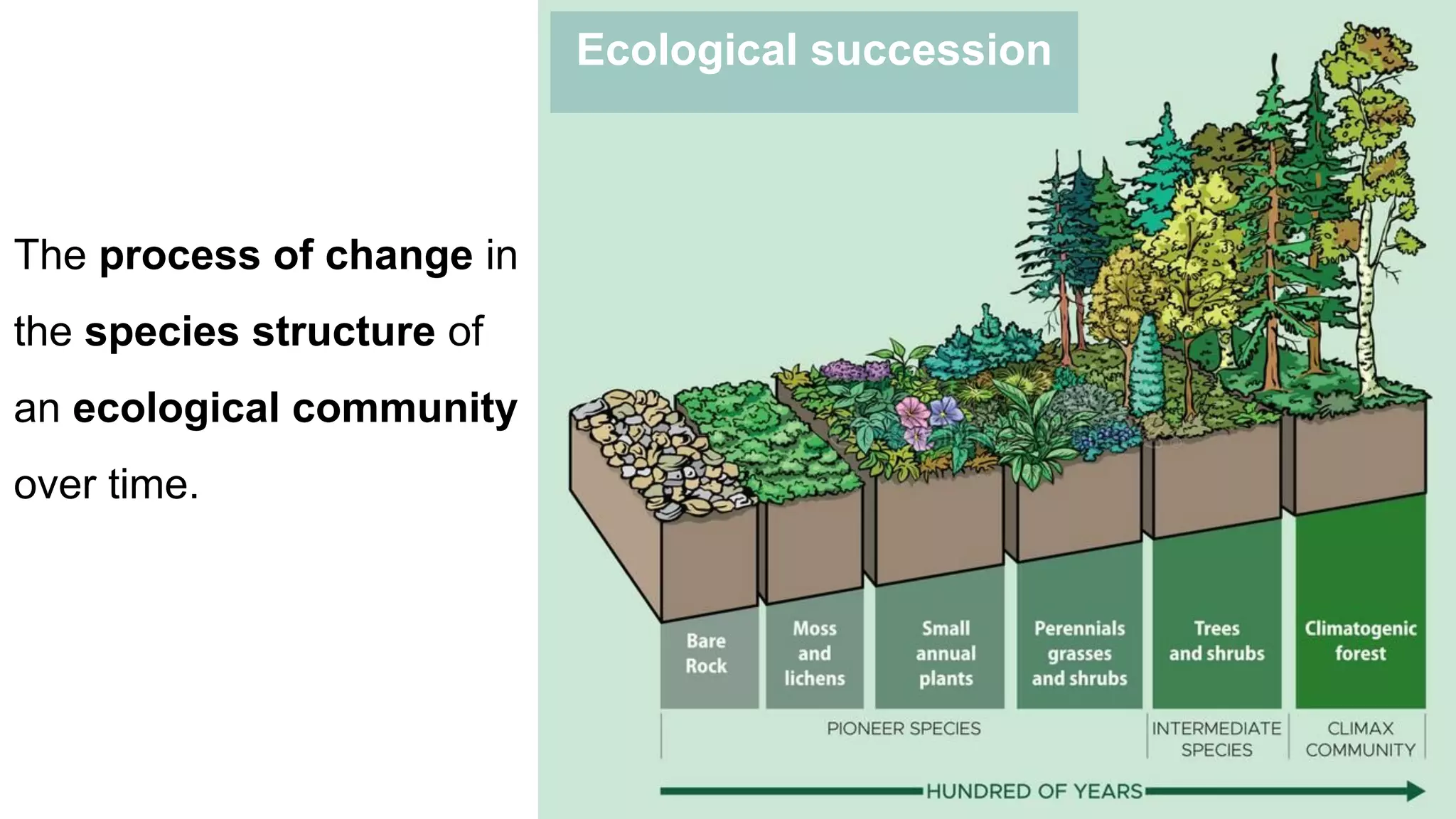 Ecological Succession: Part 1 | PPT