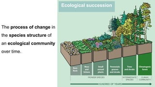 Ecological Succession: Part 1 | PDF