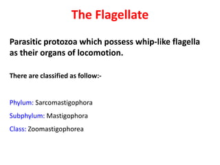 Parasite can effect human easily so pay attention | PDF