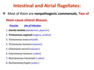 Parasite can effect human easily so pay attention | PDF