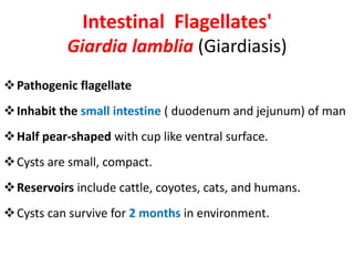 Parasite can effect human easily so pay attention | PDF