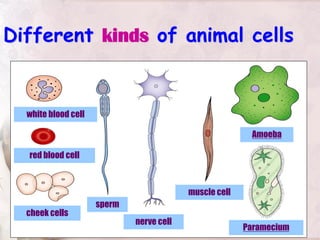 (cell structure) medical biology | PDF