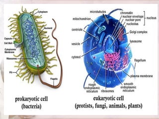(cell structure) medical biology | PDF