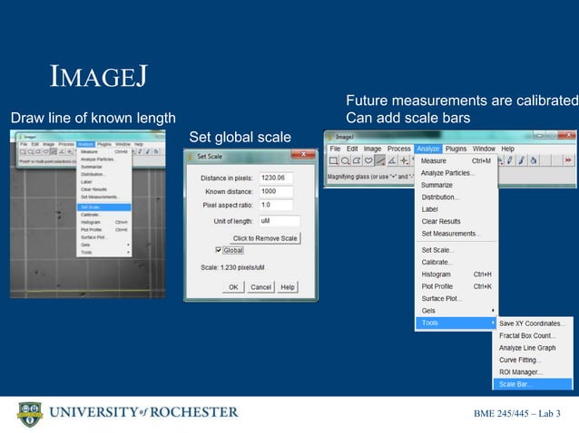 Cell culture and cell biomaterials interaction.ppt