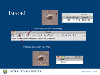 Cell culture and cell biomaterials interaction.ppt