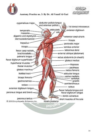 Hints on human muscular system | PDF
