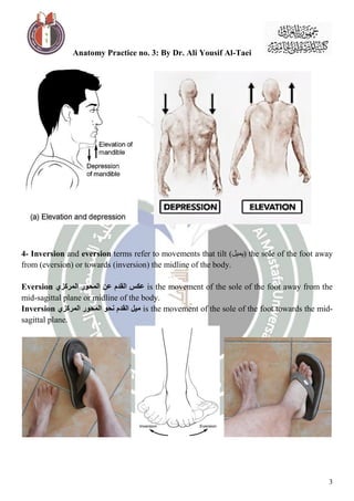 Hints on human muscular system | PDF