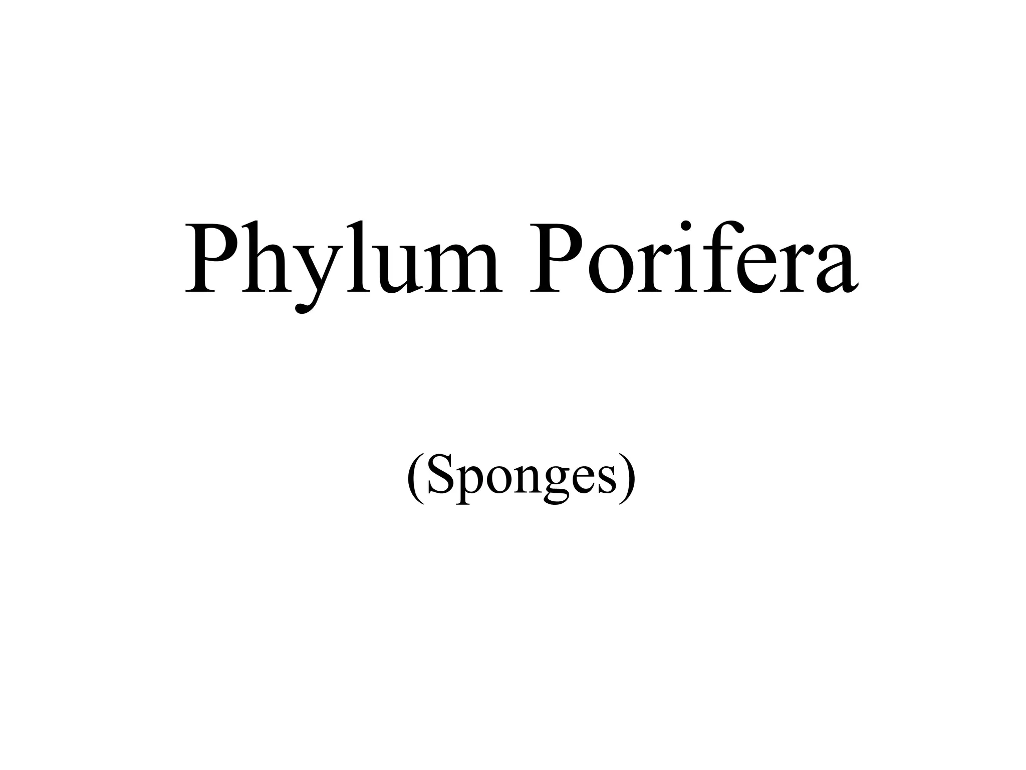 Lab 3 & 4 porifera & cnidaria | PPT