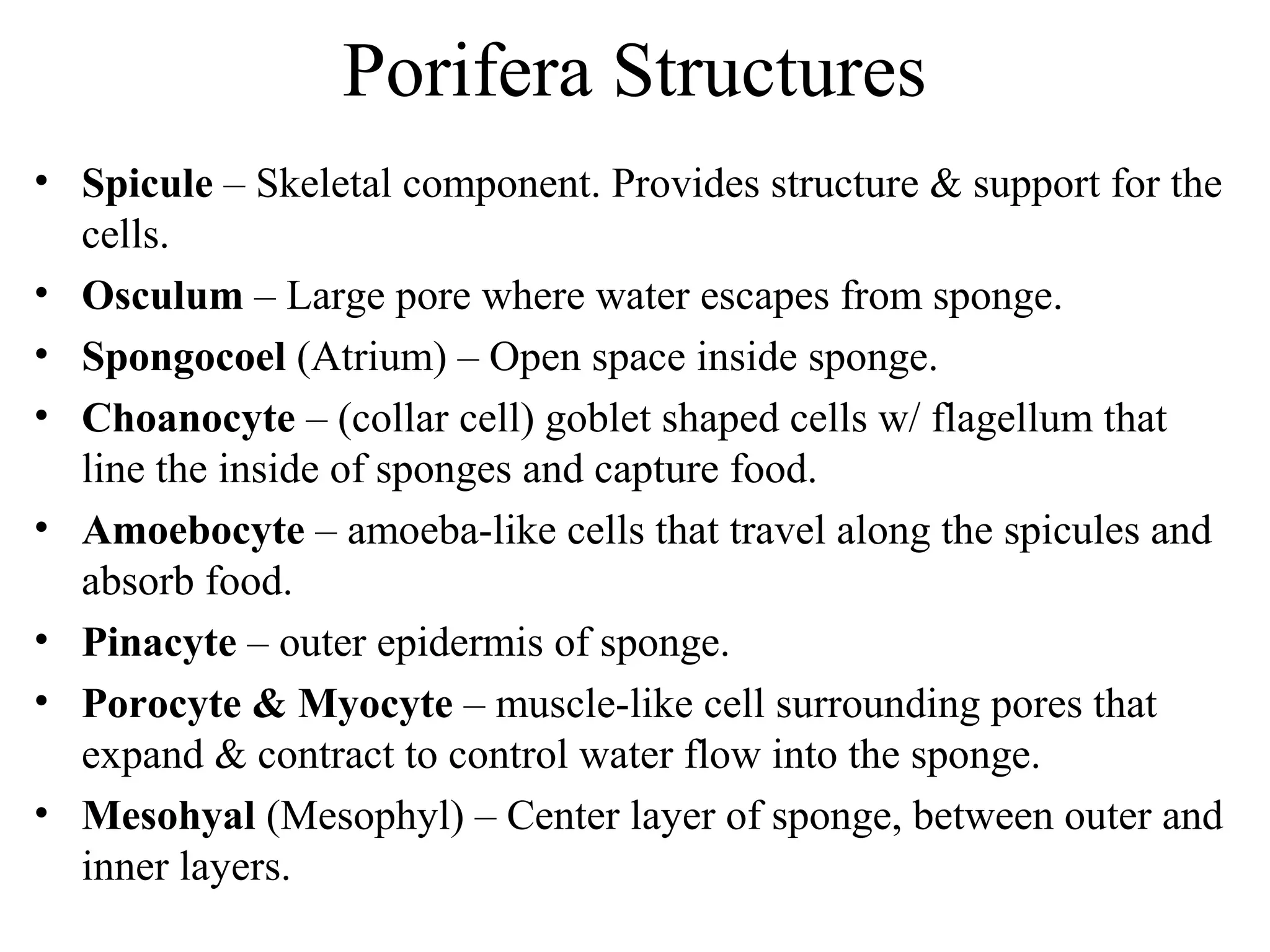 Lab 3 & 4 porifera & cnidaria | PPT