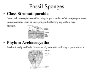 Lab 3 & 4 porifera & cnidaria | PPT