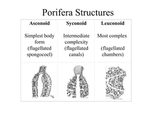 Lab 3 & 4 porifera & cnidaria | PPT