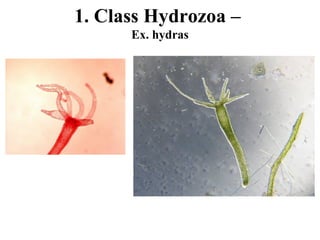 Class Hydrozoa