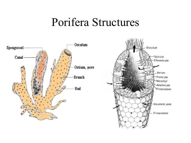 Phylum Porifera Labeled Diagram Phylum Porifera Labeled Diagram