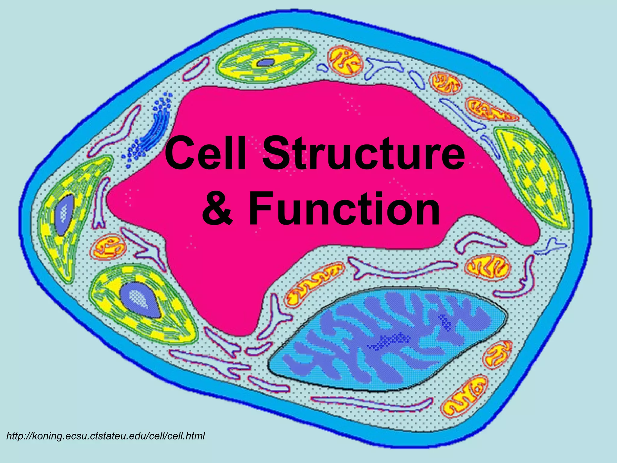 Lab 3 cell structure and function spring 2018 | PPT