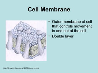 Lab 3 cell structure and function spring 2018 | PPT
