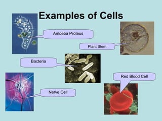 Lab 3 cell structure and function spring 2018 | PPT