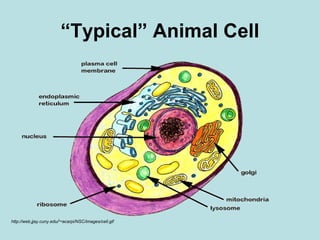 Lab 3 cell structure and function spring 2018 | PPT