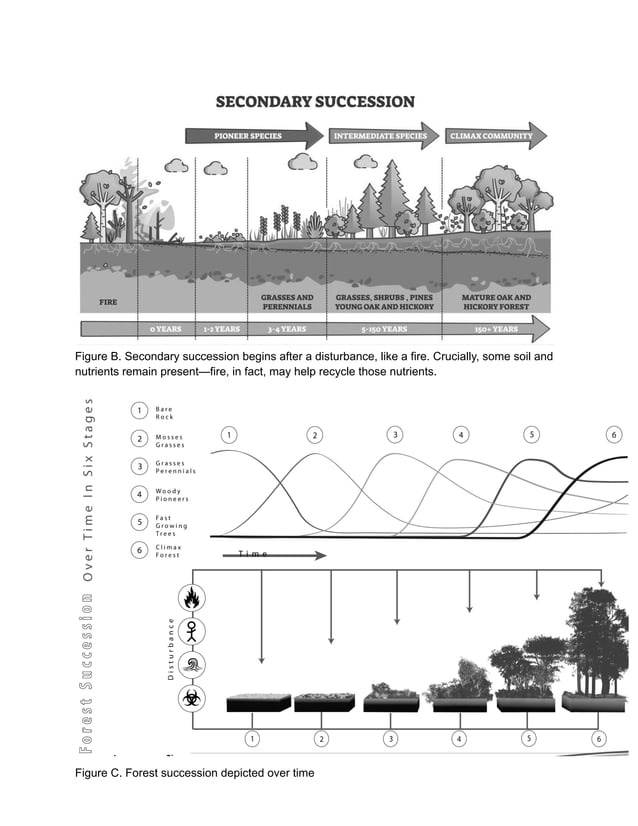 Ecological Succession SlideShare | PDF