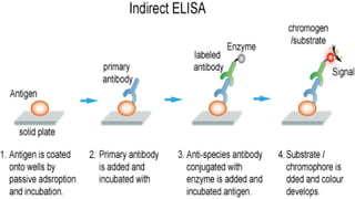 (Enzyme-Linked Immunosorbent Assay) A Powerful Tool for Antigen and ...