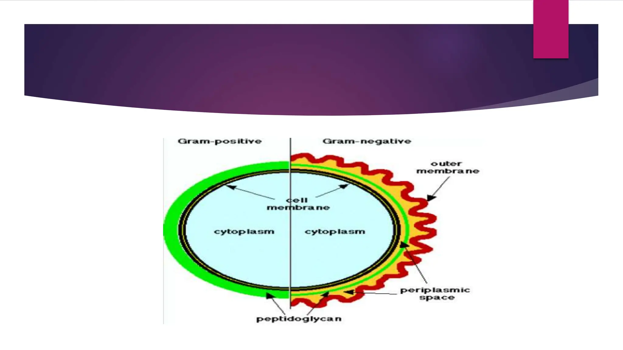Gbsn Microbiology Lab 3 Gram Staining Ppt