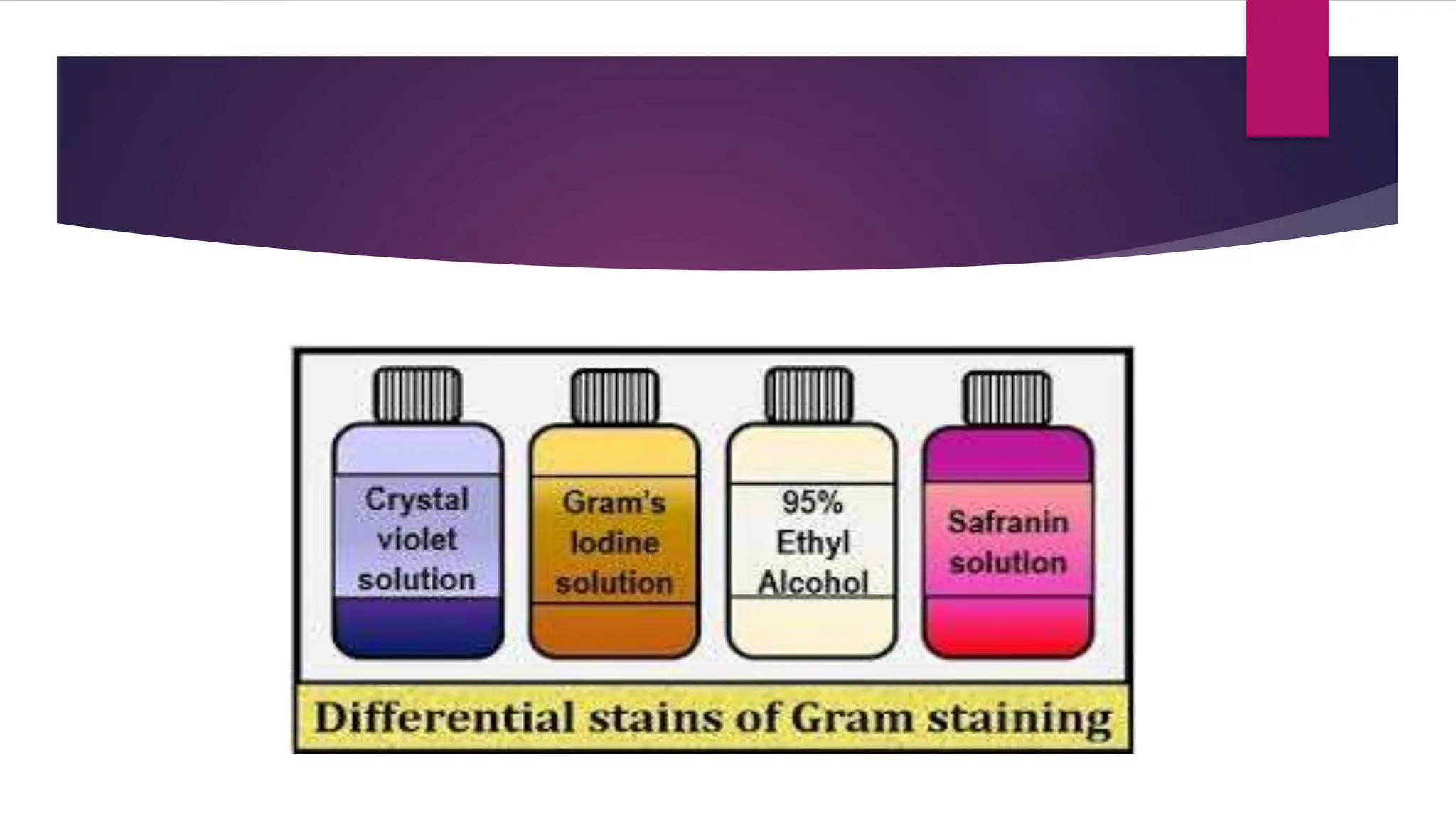 GBSN- Microbiology (Lab 3) Gram Staining | PPTX