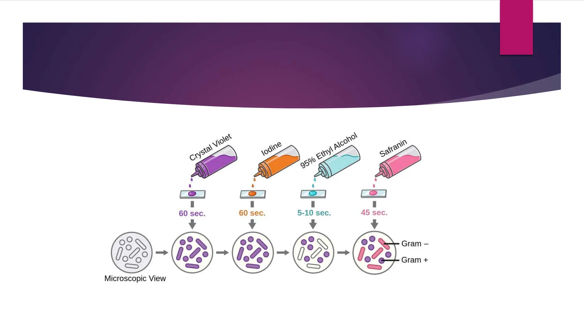 GBSN- Microbiology (Lab 3) Gram Staining | PPTX