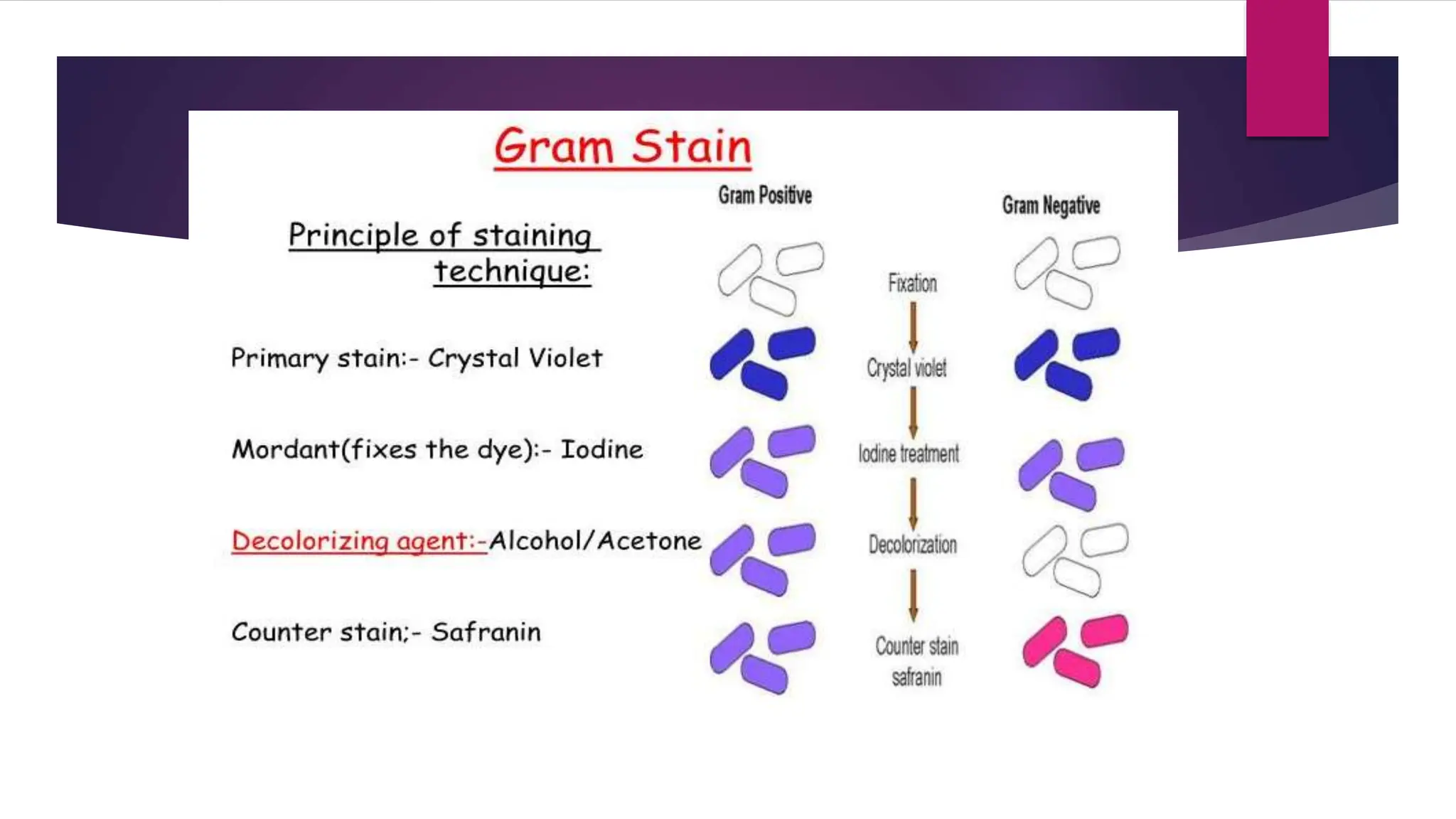 GBSN- Microbiology (Lab 3) Gram Staining | PPTX