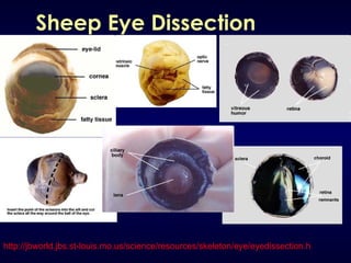 Lab 3 Sensory Physiology | PPT | Biological Sciences | Science