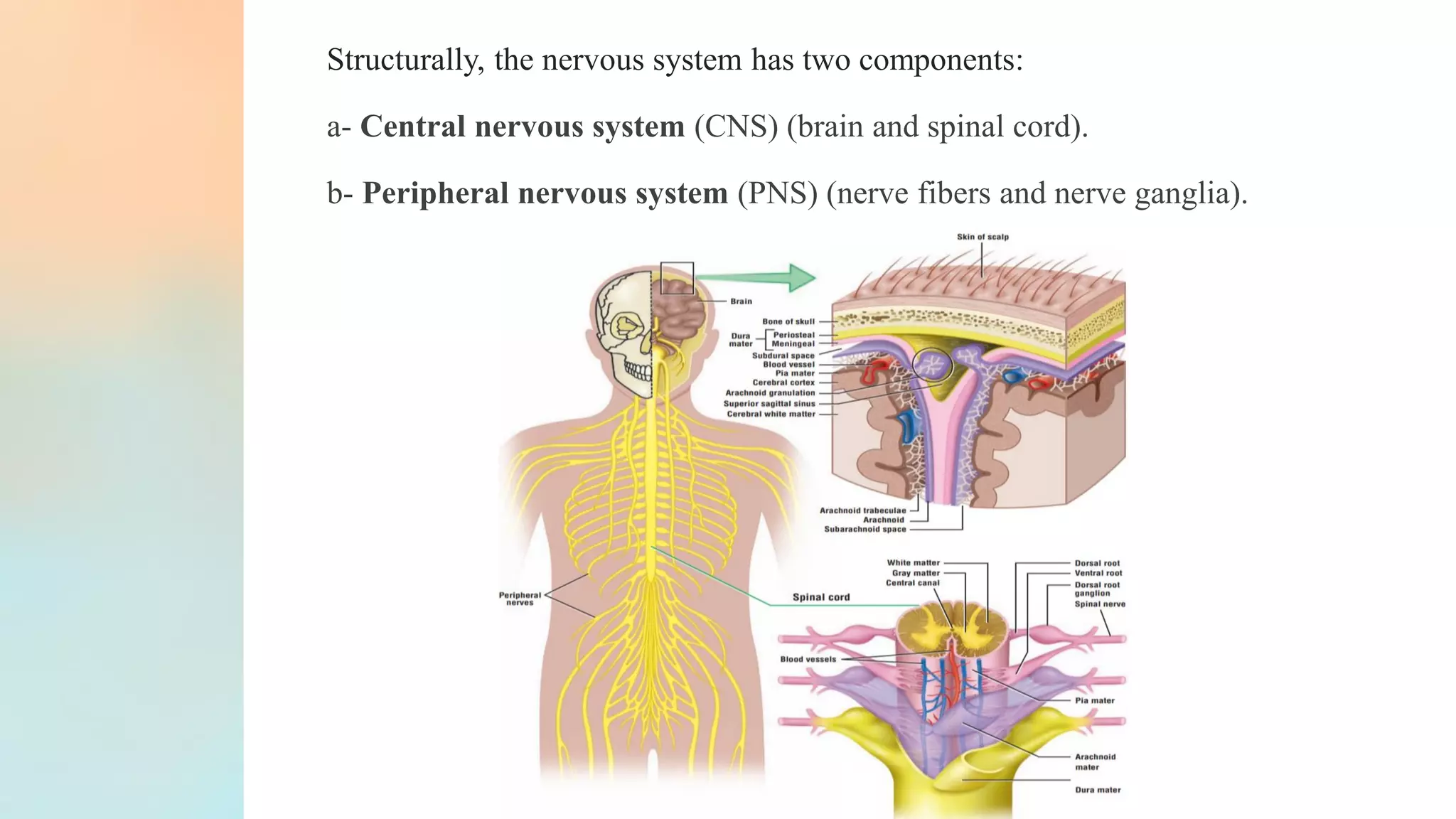 Lab 3 The Nervous system.pdf