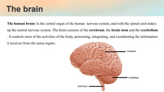 Lab 3 The Nervous system.pdf