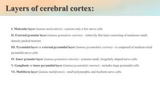 Lab 3 The Nervous system.pdf