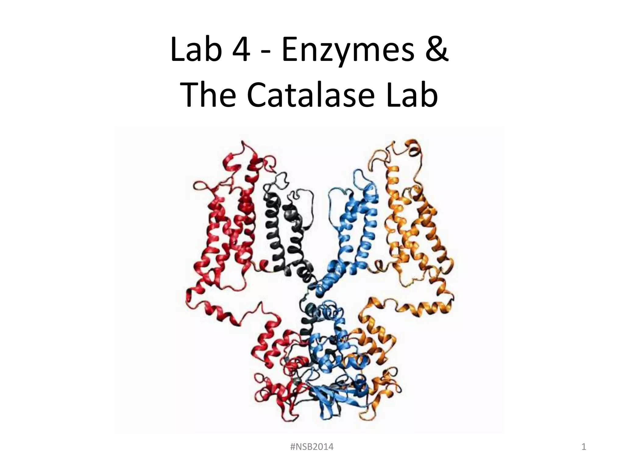 Lab 4 enzymes and the catalase lab fall 2014 | PPTX