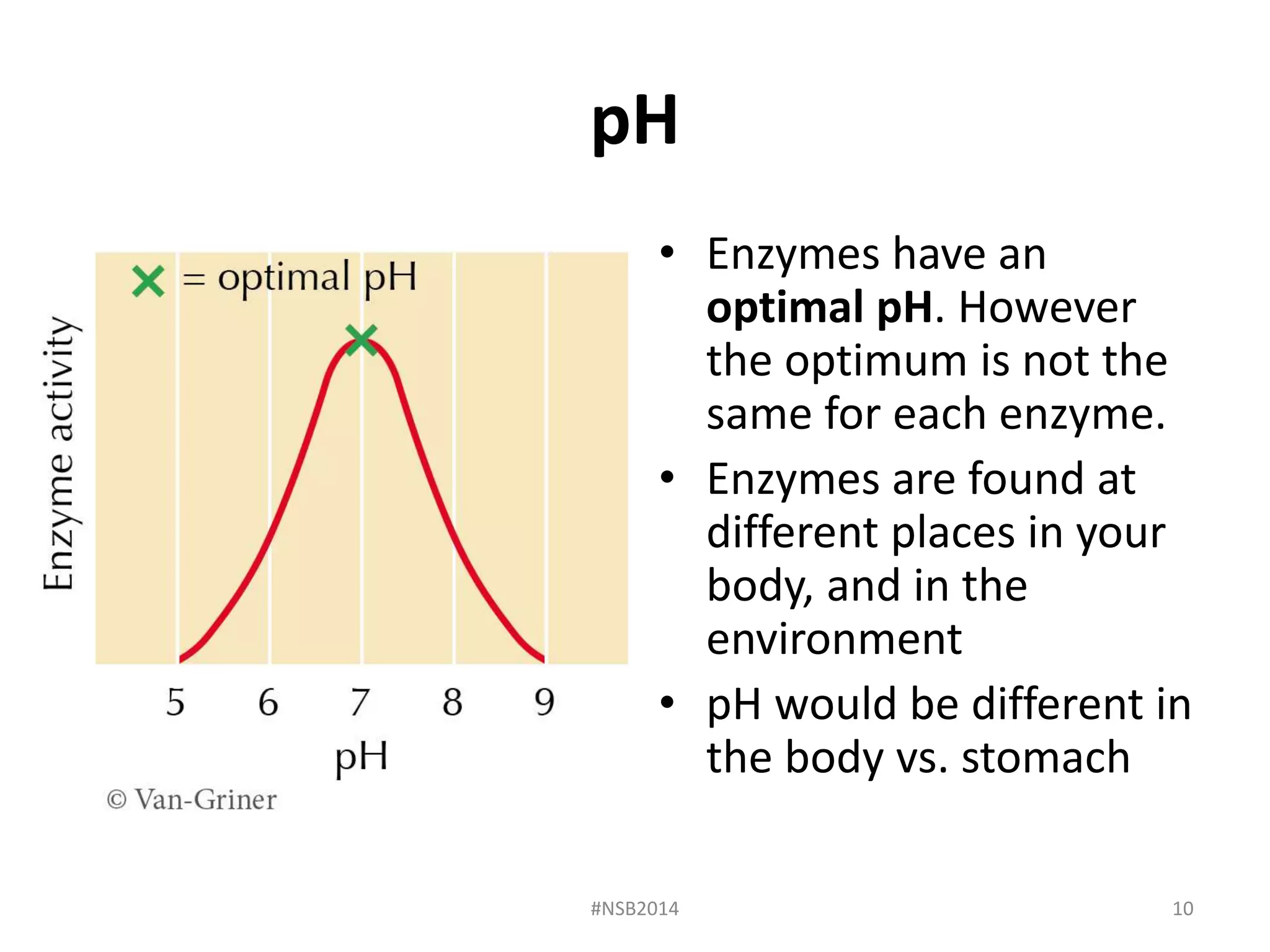 Lab 4 enzymes and the catalase lab fall 2014 | PPTX
