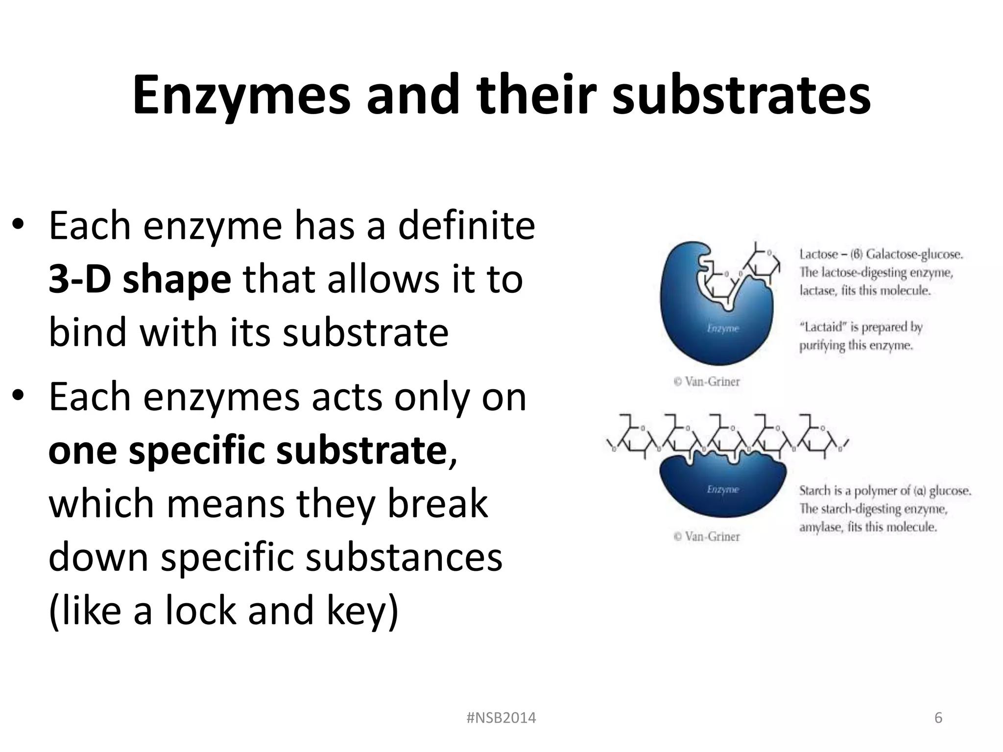 Lab 4 enzymes and the catalase lab fall 2014 | PPTX