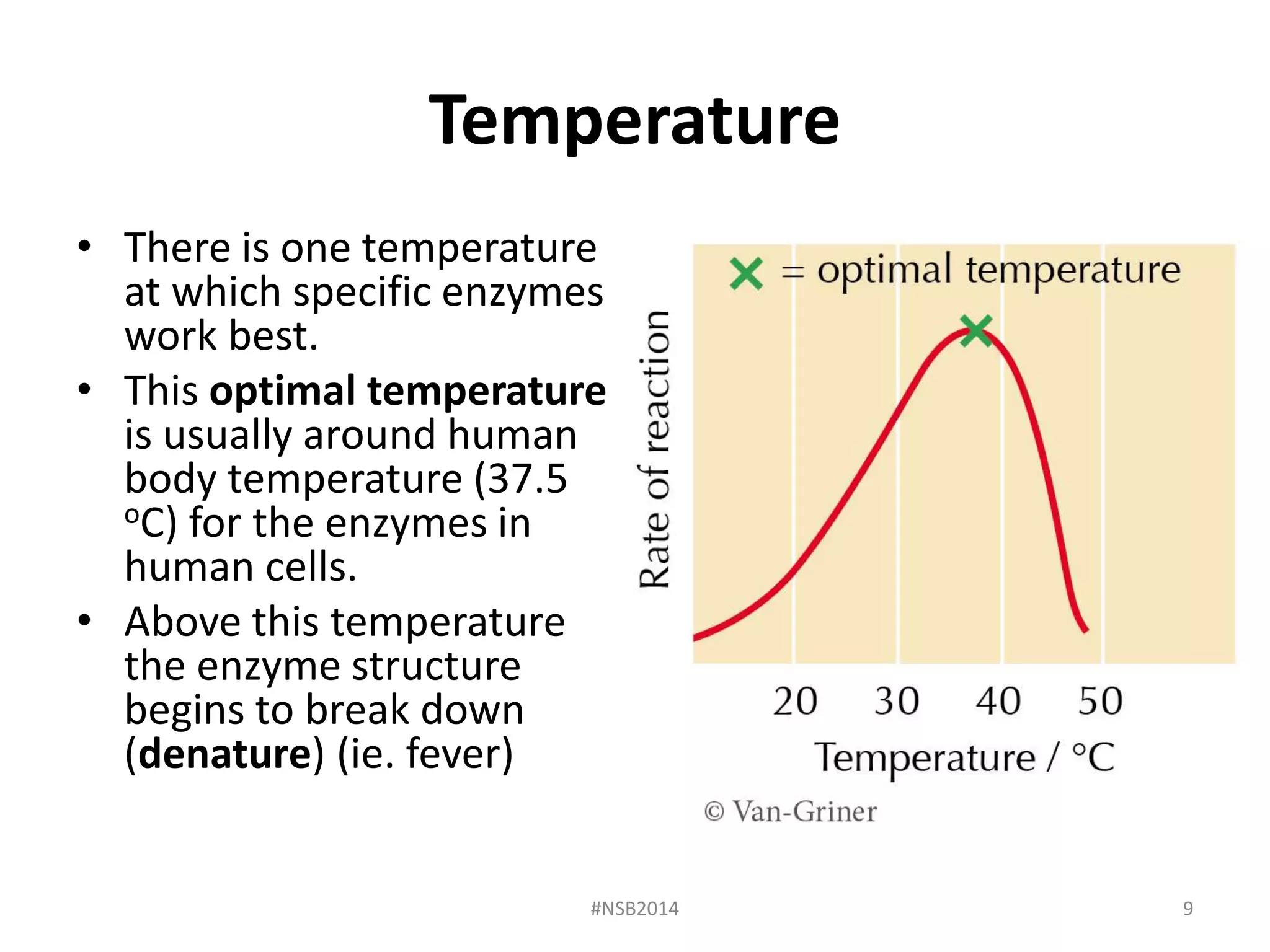 Lab 4 enzymes and the catalase lab fall 2014 | PPTX