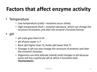 Lab 4 enzymes and the catalase lab fall 2014 | PPTX