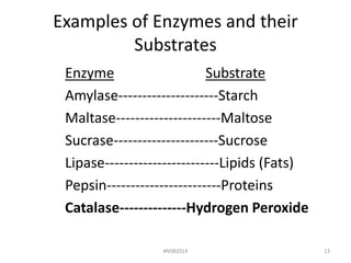 Lab 4 enzymes and the catalase lab fall 2014 | PPTX