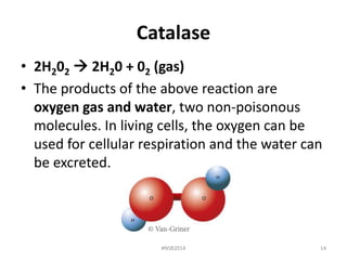 Lab 4 enzymes and the catalase lab fall 2014 | PPTX