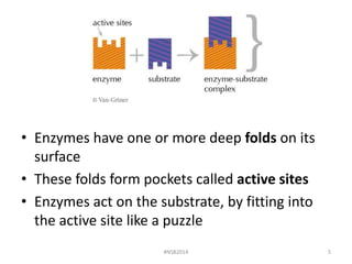 Lab 4 enzymes and the catalase lab fall 2014 | PPTX