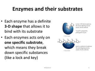 Lab 4 enzymes and the catalase lab fall 2014 | PPTX