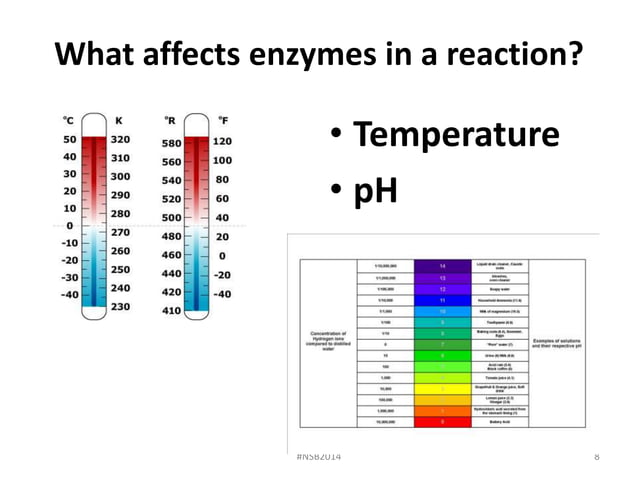 Lab 4 enzymes and the catalase lab fall 2014 | PPT