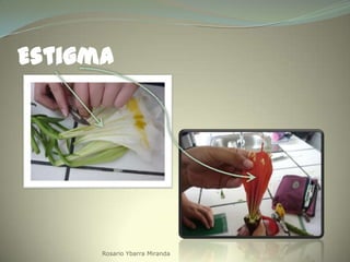 Organos reproductores de una planta | PPTX