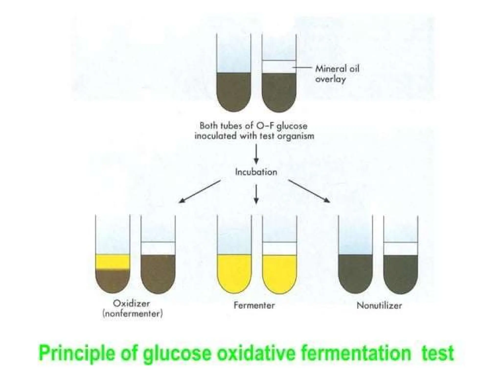 Biochemical test for identi of bacteria.pptx