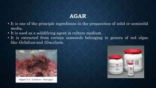 GBSN - Microbiology (Lab 4) Culture Media | PPTX