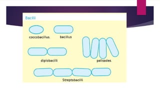 DPT - Microbiology - II (Gram Staining). | PPTX