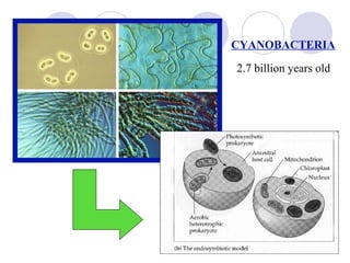 Lab 4 Photosynthesis | PPT