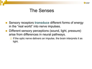 Lab4 sensory | PPT